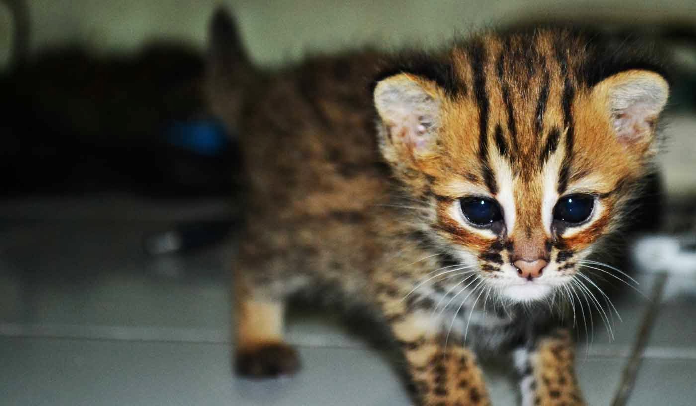 Cara Memelihara Kucing Hutan | Drh. Fira Sovica